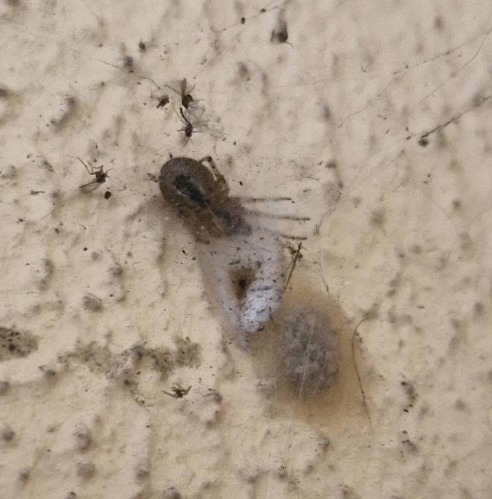 Spiders in January 2025 by Udnf Fjfjfn · iNaturalist NZ