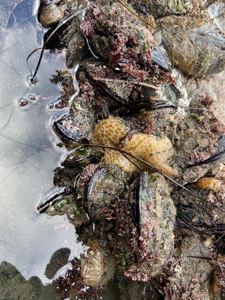 Pacific Sea Pork from North Pacific Ocean, CA, US on January 25, 2025 ...