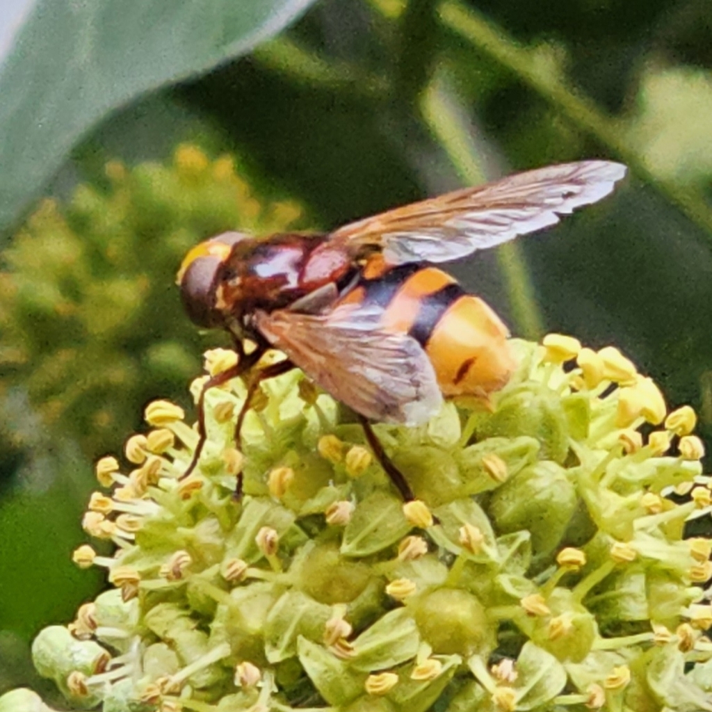 Hornet Mimic Hover Fly from Folkestone CT20, UK on September 28, 2023 ...