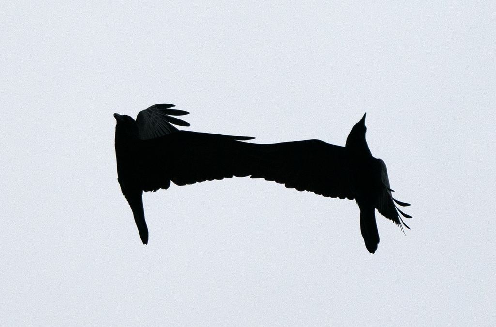 Common Raven from Contra Costa County, CA, USA on January 25, 2025 at ...