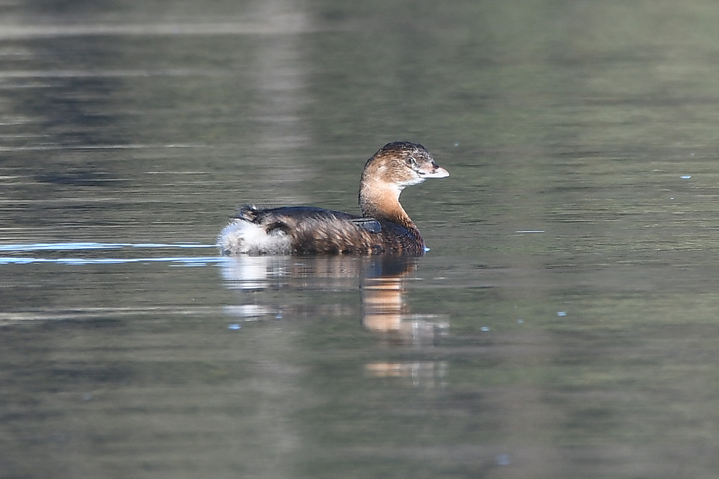Pied-billed Grebe from Island County, WA, USA on January 25, 2025 at 04 ...