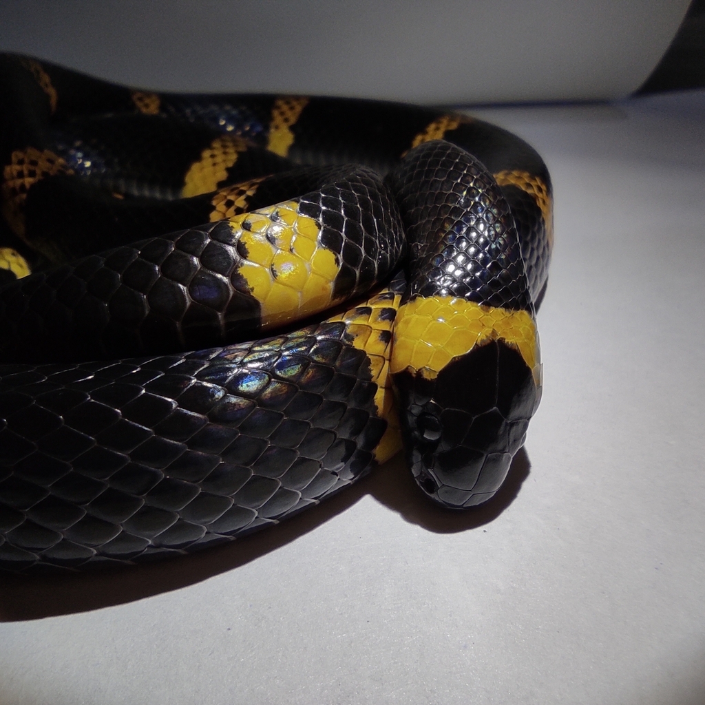 Terrestrial Snail Sucker from Chicontepec, MX-VE, MX on January 4, 2025 ...