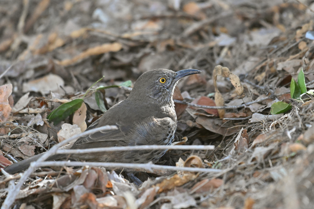 Gray Thrasher from El Rebaje, 23900 Heroica Mulegé, B.C.S., Mexico on January 23, 2025 at 09:42 ...