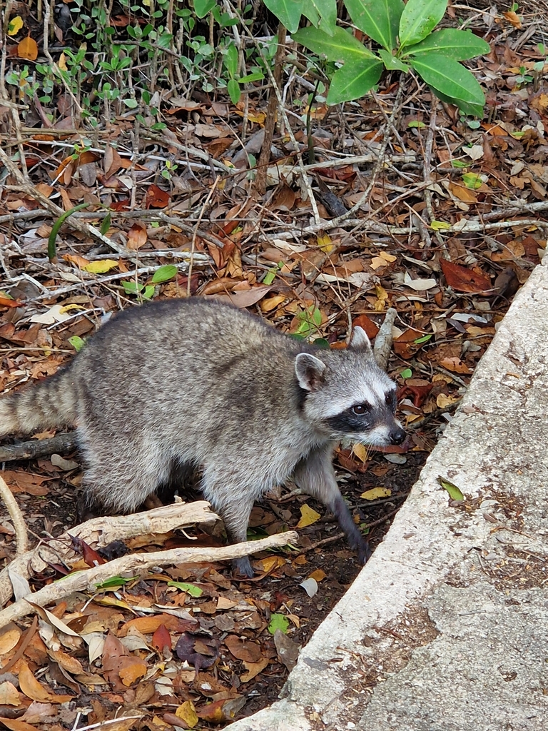 Common Raccoon from Benito Juárez, 97367 Celestún, Yuc., Mexico on ...