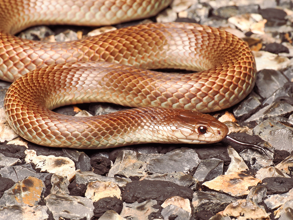 Pygmy Mulga Snake from Litchfield National Park, Litchfield Park, NT ...