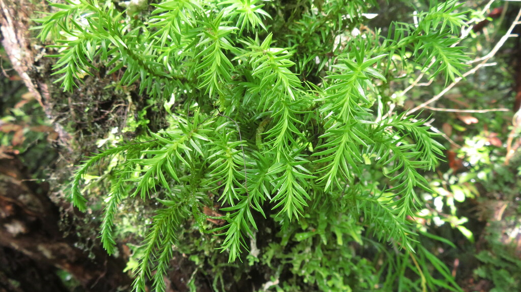 hanging clubmoss from Stratford District, Taranaki, New Zealand on ...