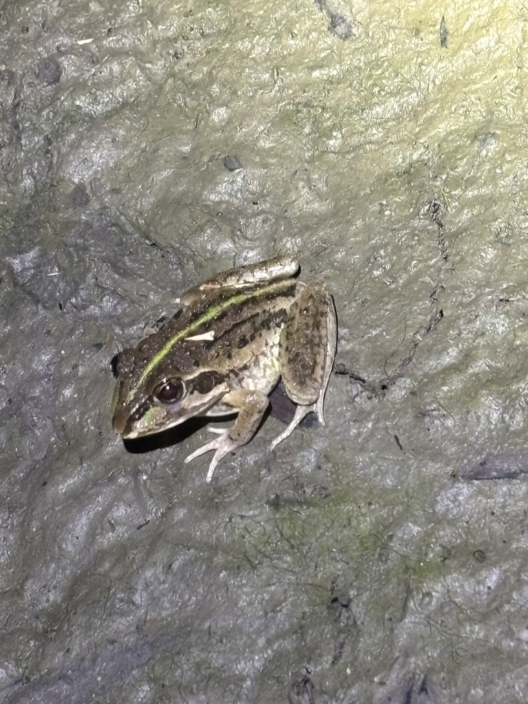 Striped Burrowing Frog from Moonie Hwy, Moonie, QLD, AU on January 24 ...
