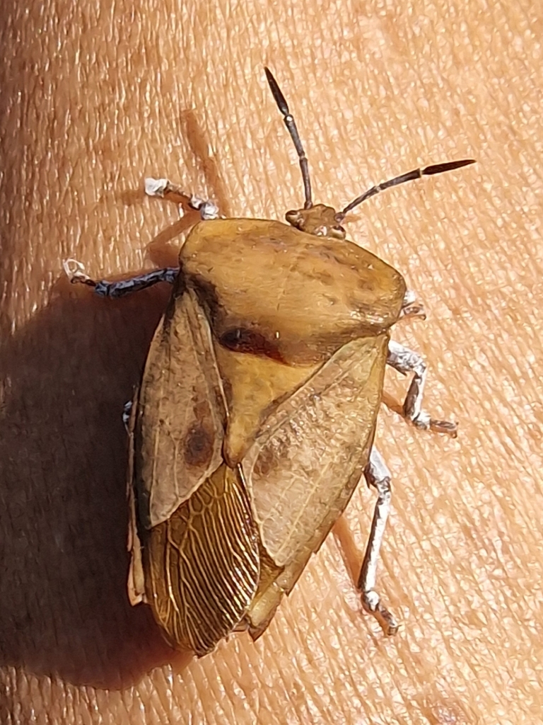 Lychee Stink Bug from 3W3J+QG3, Mae Ka, Mueang Phayao District, Phayao ...