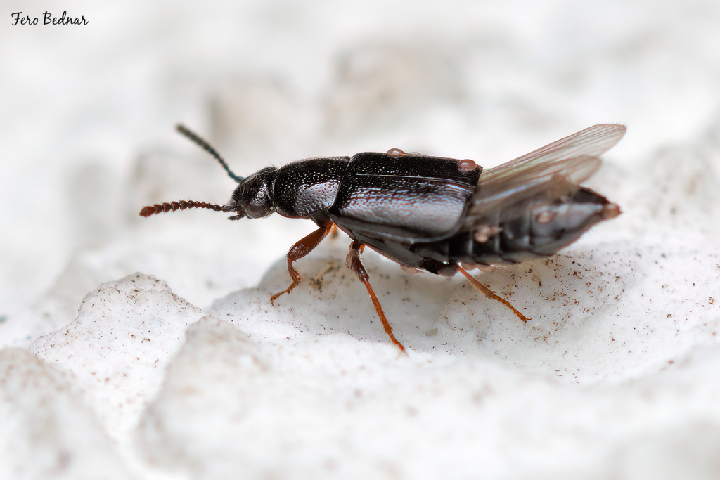 Phyllodrepa from 034 91 Švošov, Slovakia on January 25, 2025 at 02:55 ...