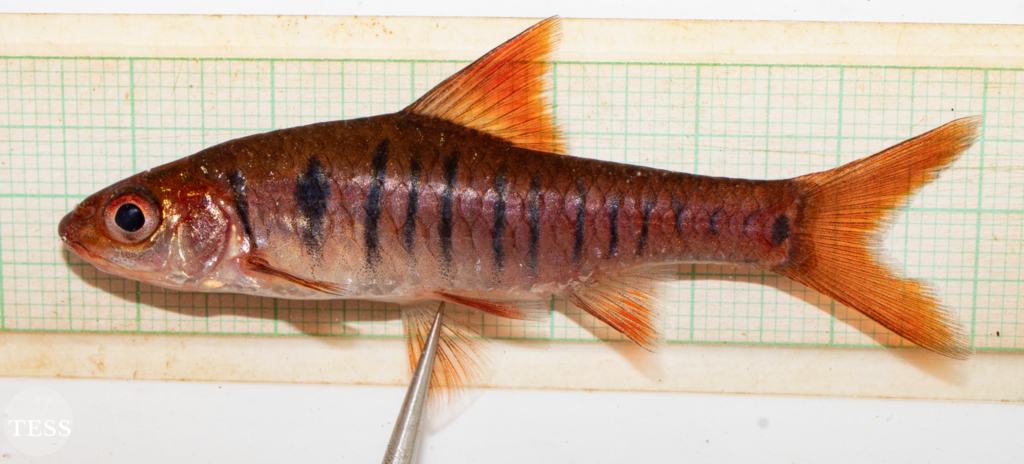 African Tiger Barb from Mpika, Lavushi Manda, ZM-MU, ZM on November 26 ...