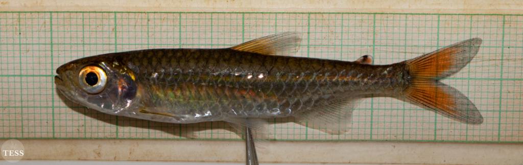 Micralestes from Mpika, Lavushi Manda, ZM-MU, ZM on November 26, 2024 ...