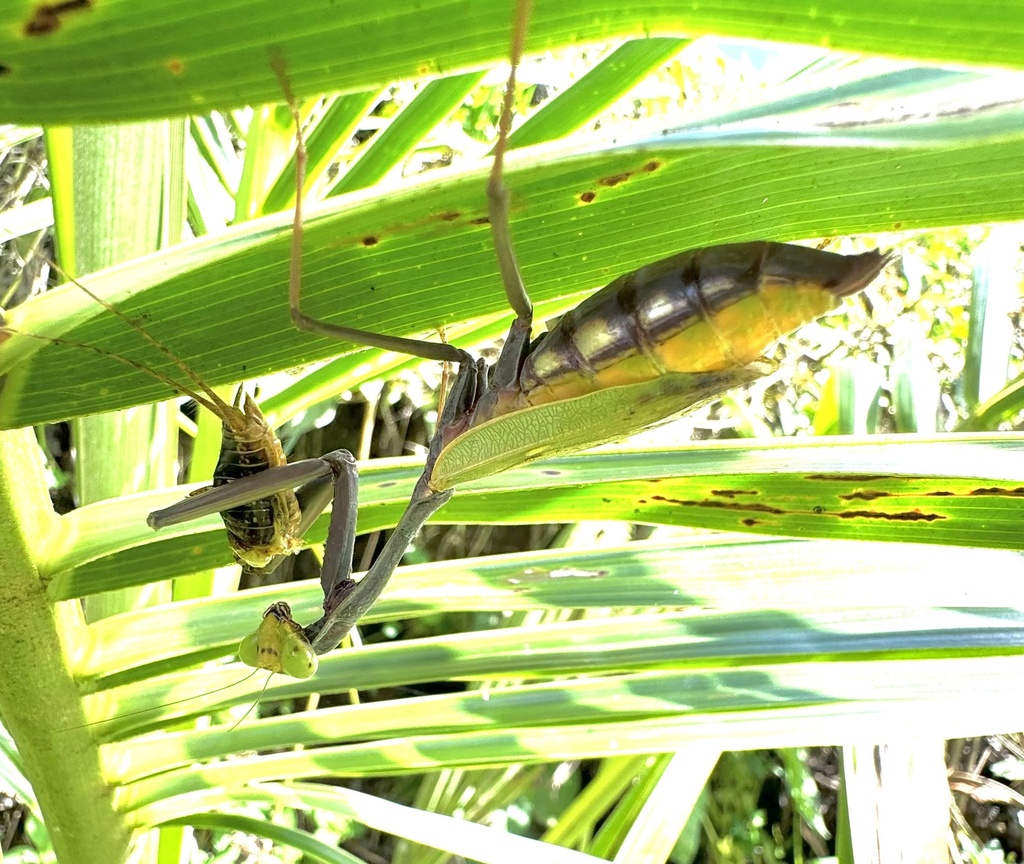 Giant Asian Mantises in January 2025 by Davide Apolloni · iNaturalist