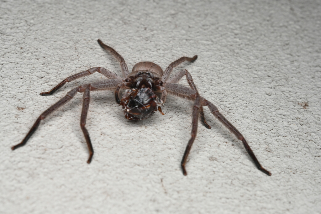 Grey Huntsman from Sydney NSW, Australia on October 31, 2024 at 10:15 ...