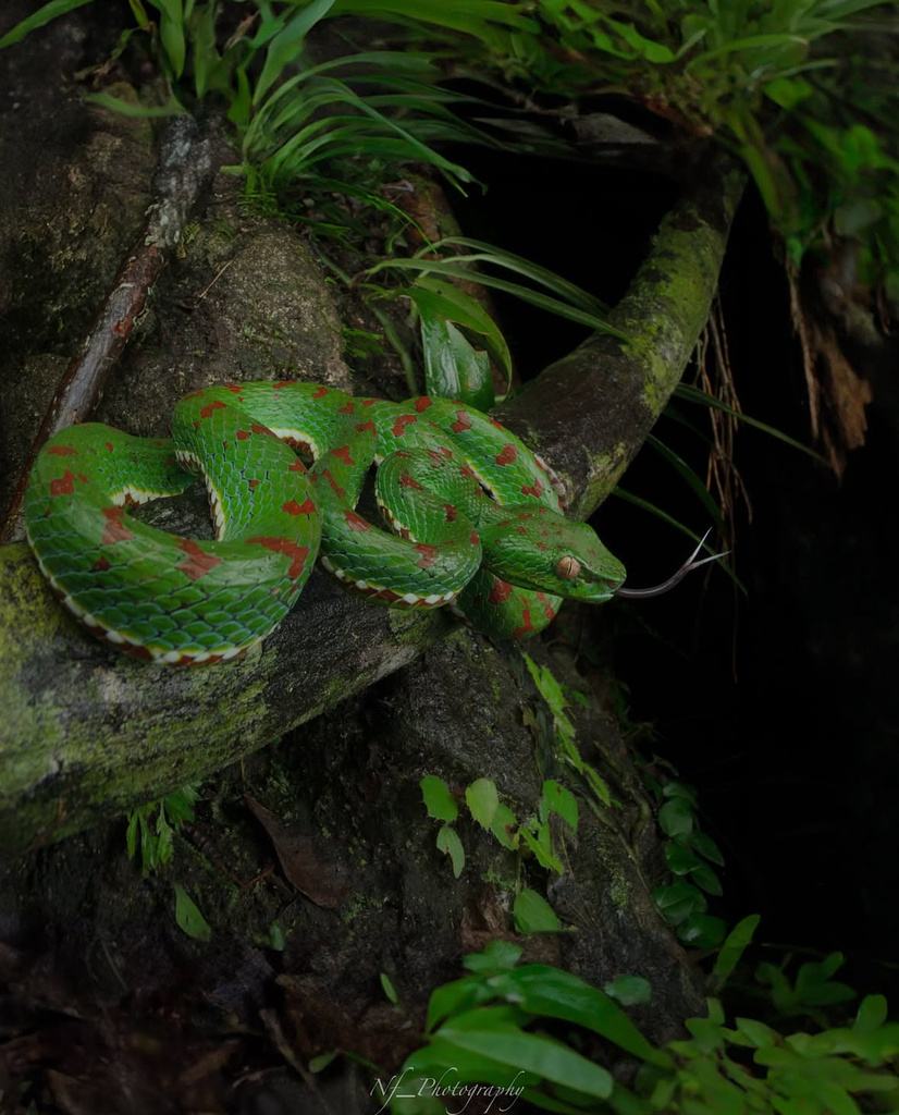 Philippine Pit Viper from Luçon, Abucay, Bataan, PH on May 17, 2024 at ...