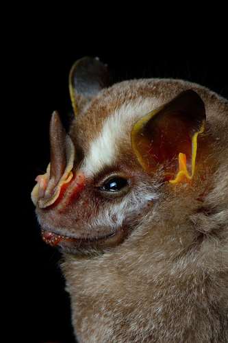 Striped Yellow-eared Bat (Vampyriscus nymphaeus) · iNaturalist