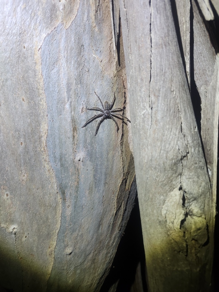 Mountain Huntsman from E5, Warrnambool VIC 3280, Australia on January ...