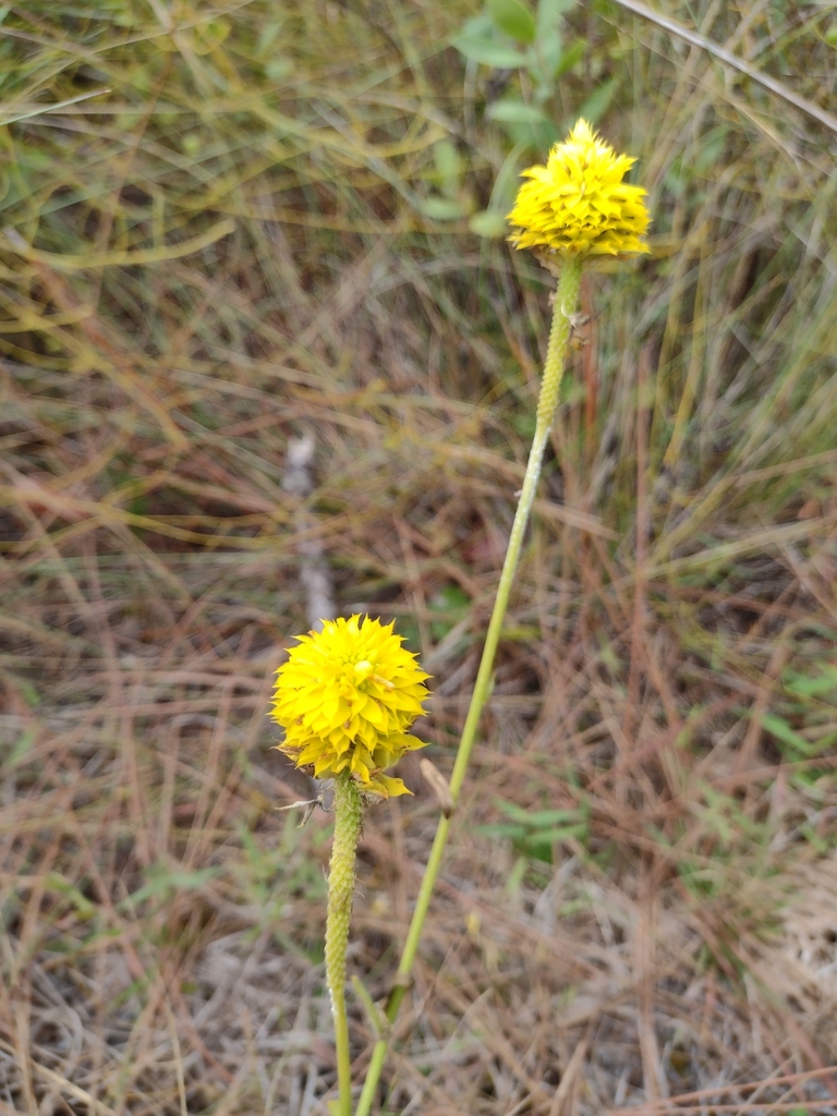 Yellow Bachelor's Button from Jupiter, FL, USA on January 26, 2025 at ...
