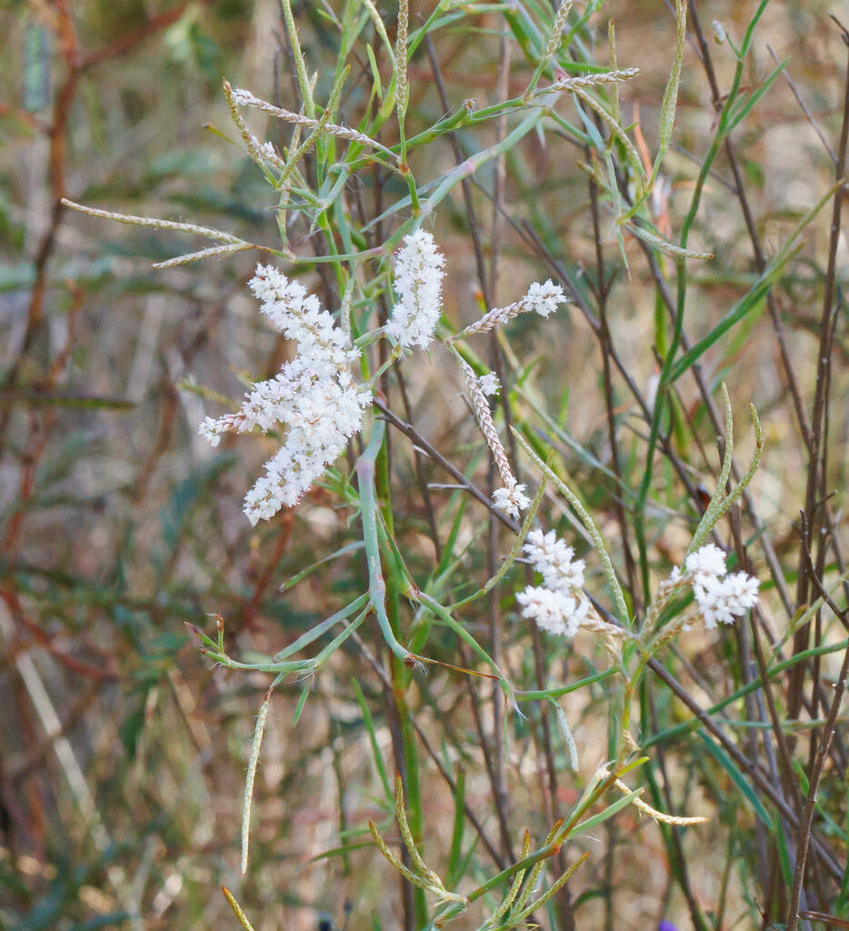 Sandhill wireweed from Hernando County, US-FL, US on October 18, 2024 ...