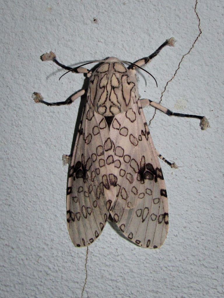 Hypercompe abdominalis from São Roque, Passo Fundo - RS, Brasil on ...