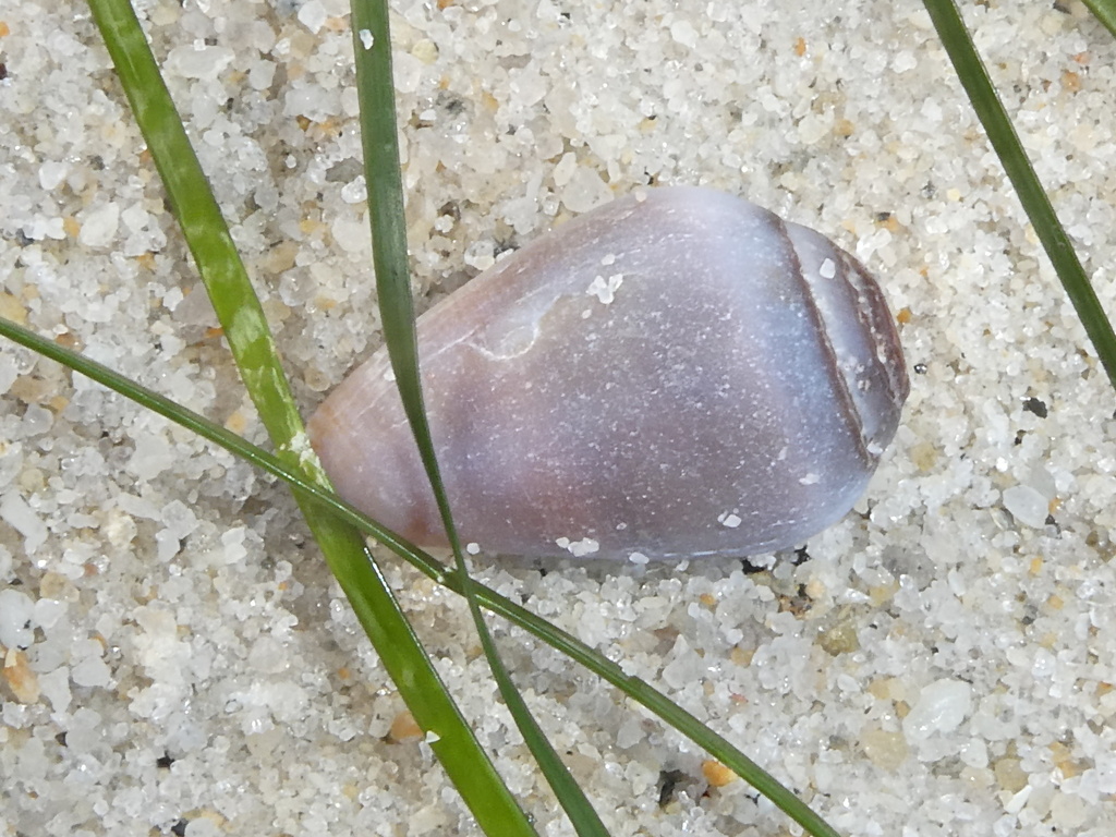 California Cone from North Pacific Ocean, Del Monte Forest, CA, US on ...