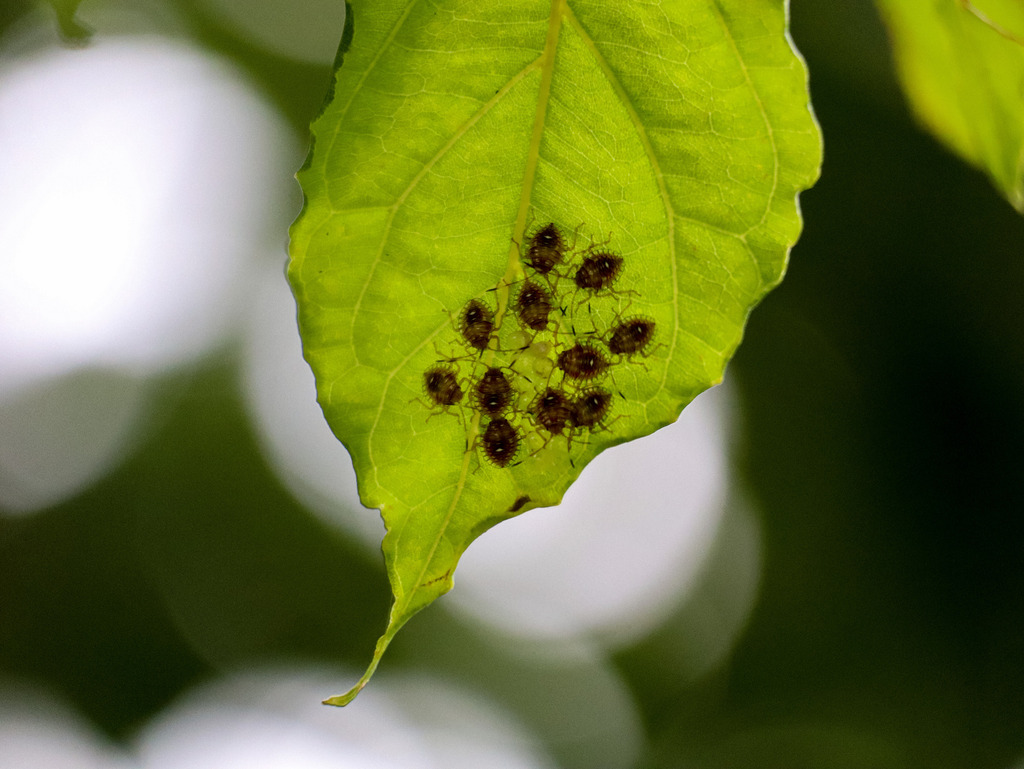 Stink Bugs, Shield Bugs, and Allies from Cidade Universitária Pedra ...