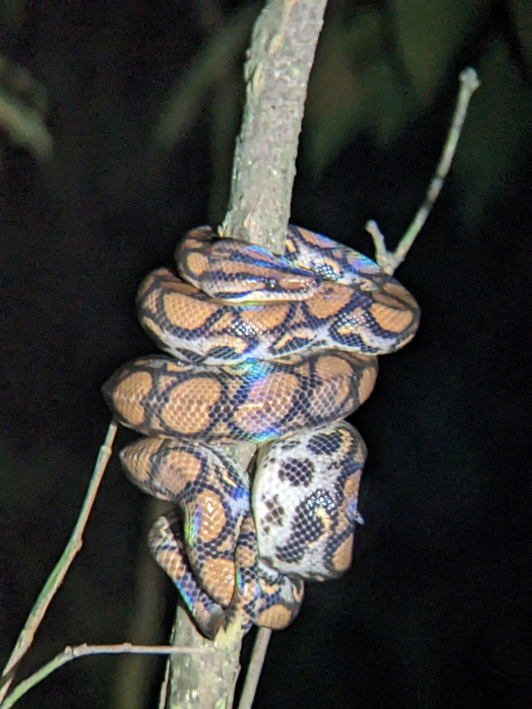 Western Rainbow Boa from Pañacocha, Ecuador on January 25, 2025 at 08: ...