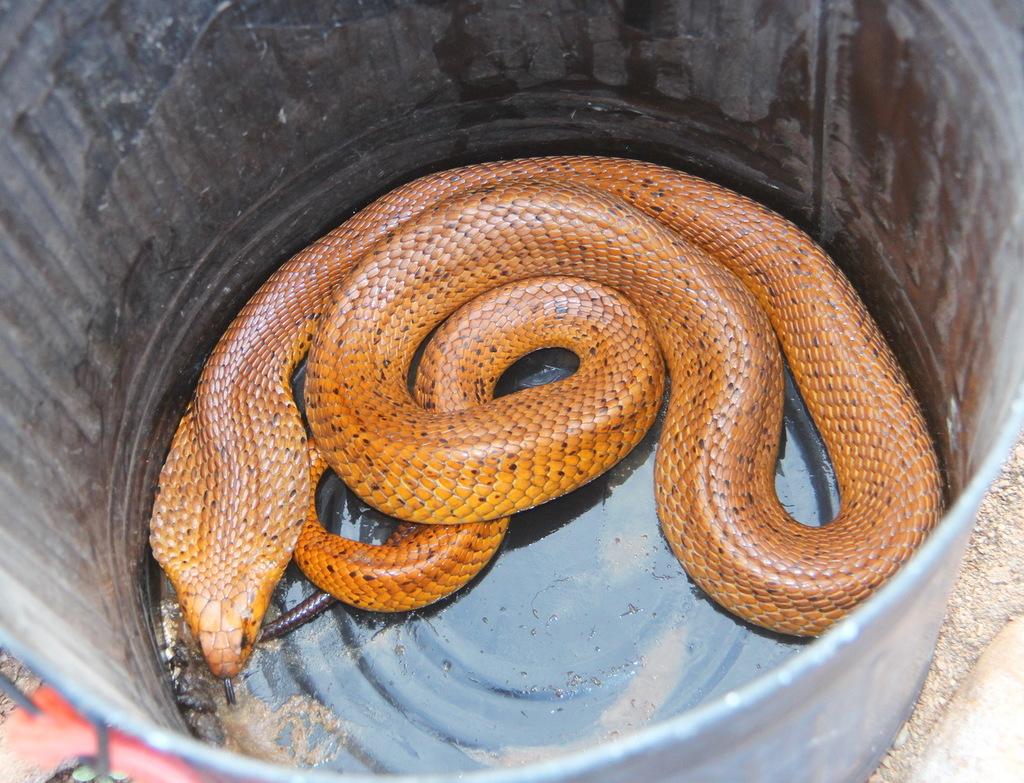 Cape Cobra from Calitzdorp, 6660, South Africa on January 21, 2025 at ...