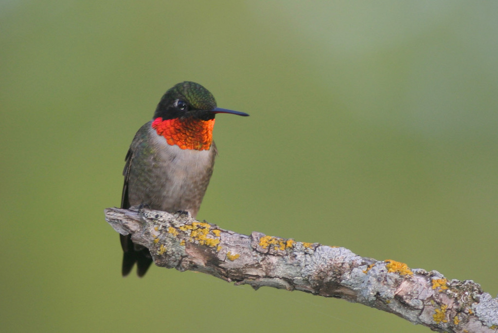 Ruby-throated Hummingbird from Turtle Mountains, Manitoba,Canada on ...