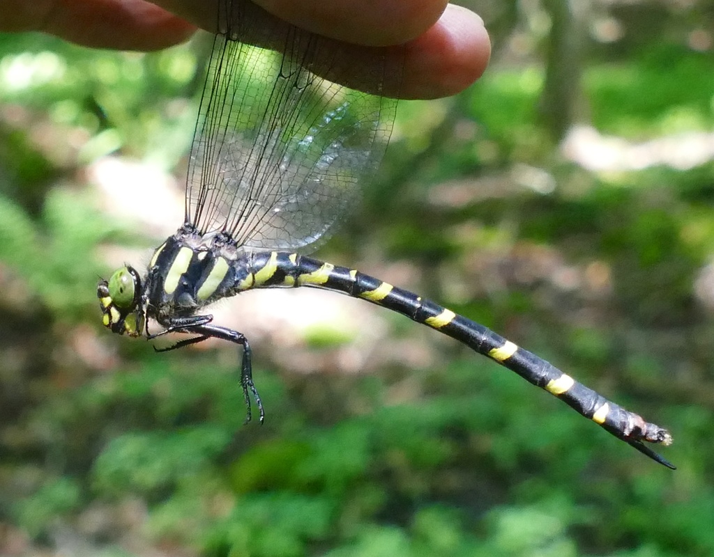 Tiger Spiketail in July 2019 by Steven Daniel. female · iNaturalist