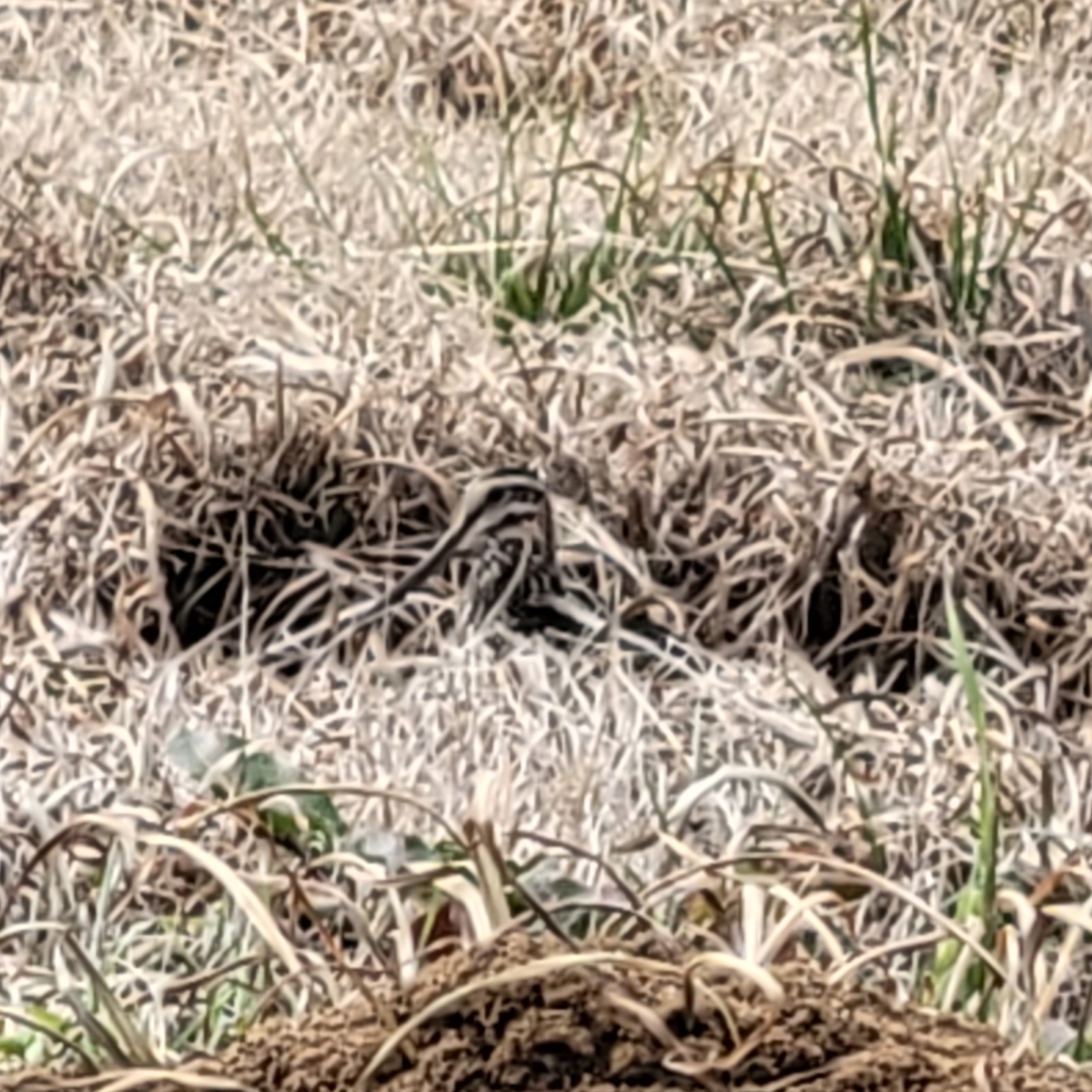 Wilson's Snipe from Greensboro, AL 36744, USA on January 26, 2025 at 12 ...