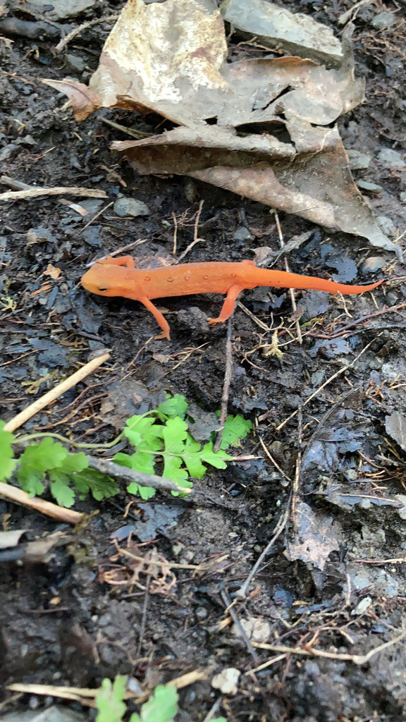 Red-spotted Newt from Albany County, NY, USA on July 30, 2021 at 01:58 ...