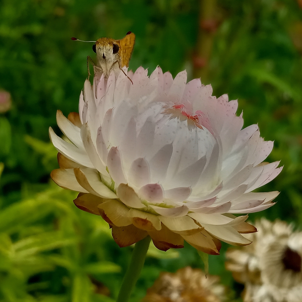 Grass Skippers from 7 Bamboo Road on July 7, 2024 at 10:42 AM by Anandi ...
