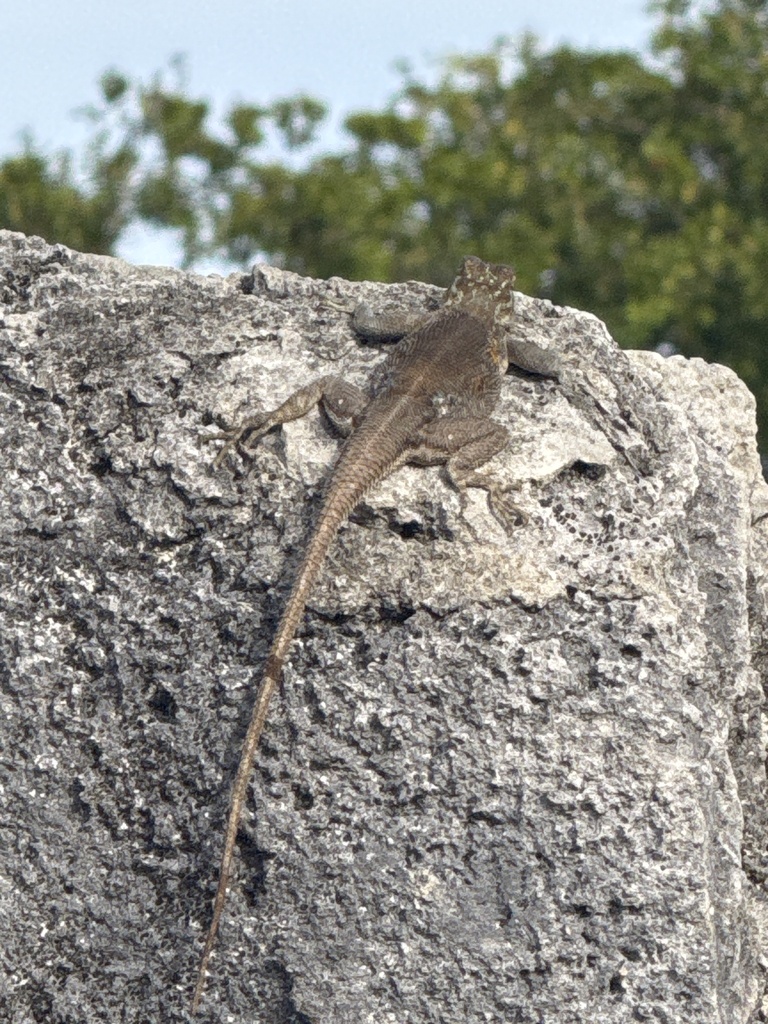 Peters's Rock Agama from Coral Castle, Homestead, FL, US on January 26 ...