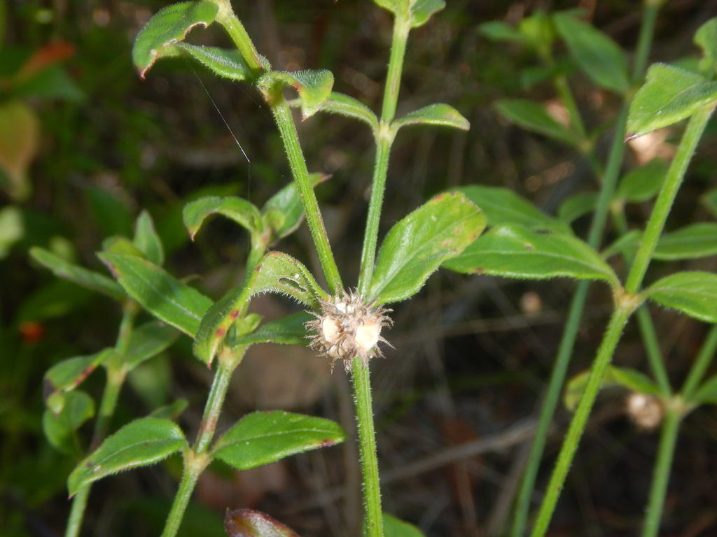 Coarse Stinkweed from Croajingolong National Park, Wingan River, VIC ...