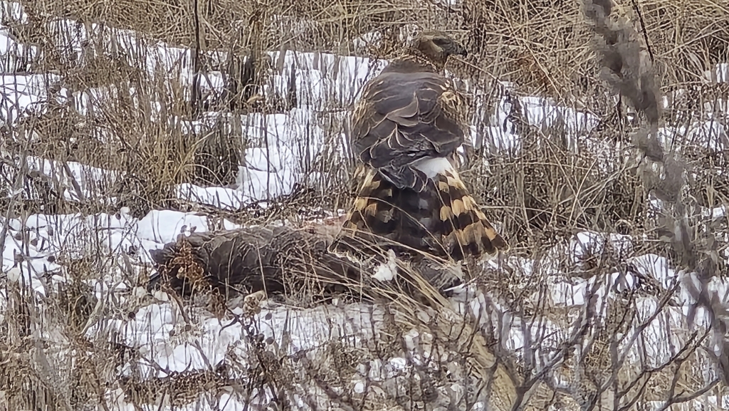 Northern Harrier from R5FM+CV, Salisbury, MA 01952, USA on January 26 ...