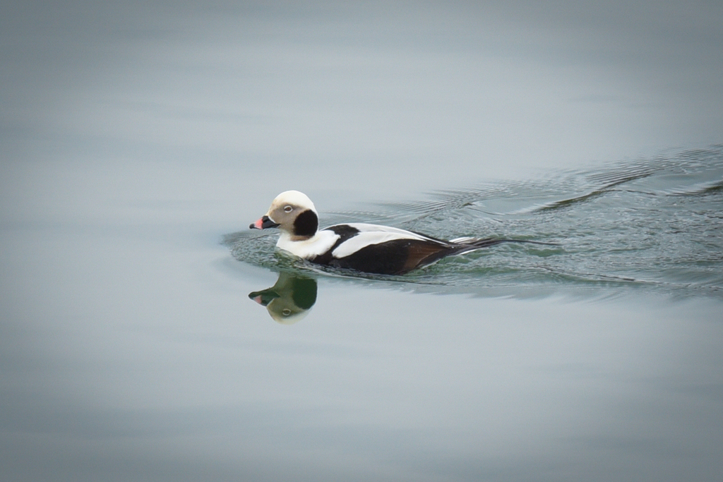 Long-tailed Duck from The Hill at Atlanta Waterworks, 1350 Howell Mill ...