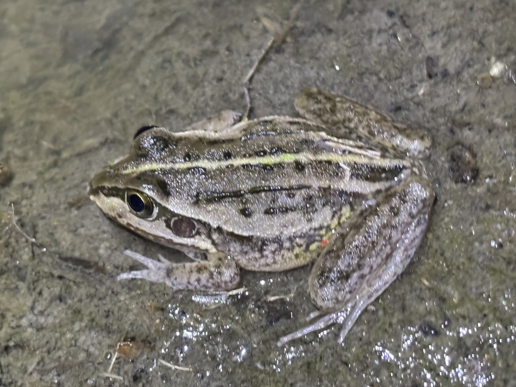 Striped Burrowing Frog from Moonie, QLD, AU on January 24, 2025 at 07: ...