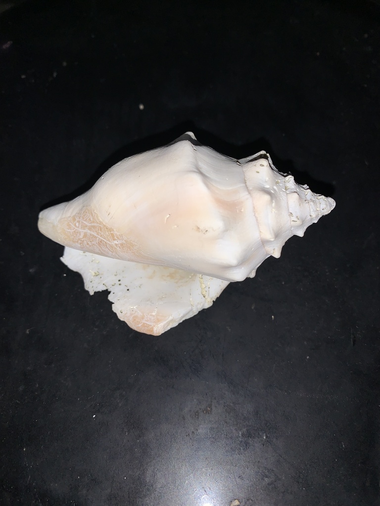 Eastern Pacific fighting conch in January 2025 by Eduardo Rodriguez C ...