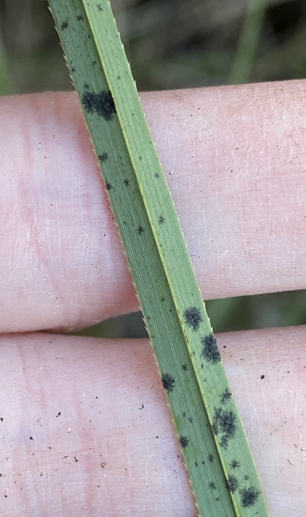 Sawgrasses in January 2025 by River · iNaturalist