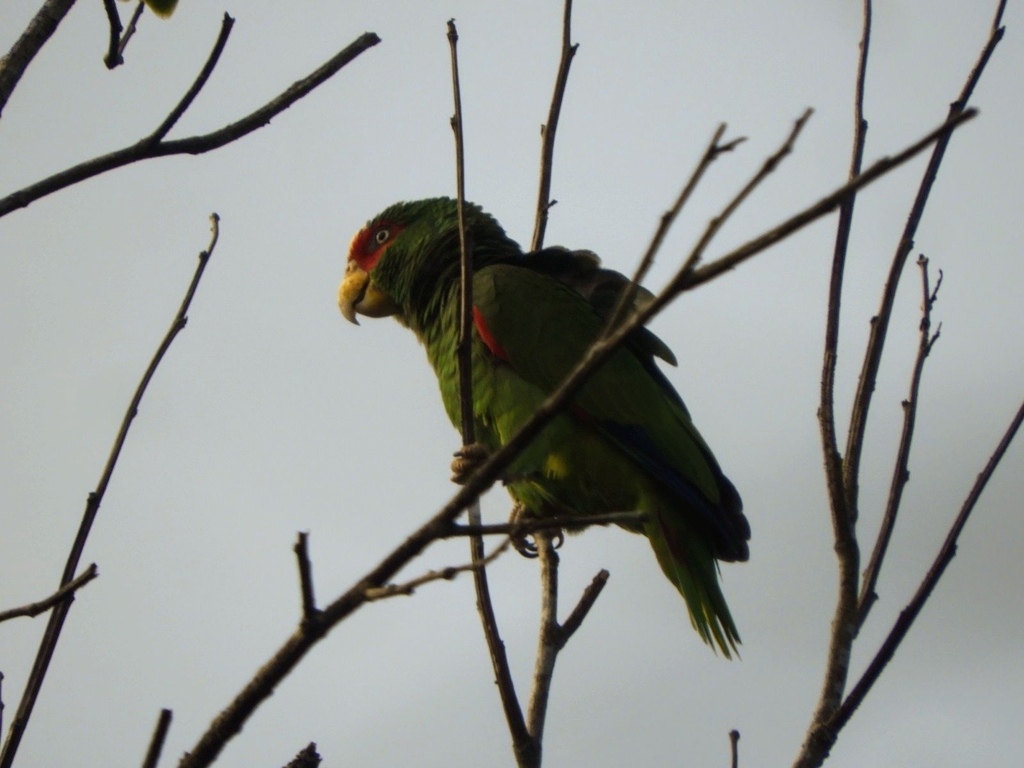 Yellow-lored Amazon in January 2025 by Ame_Cob · iNaturalist