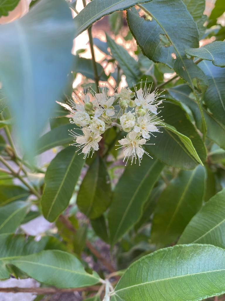 Lemon myrtle from Ballantyne St, Thornbury, VIC, AU on January 27, 2025 ...