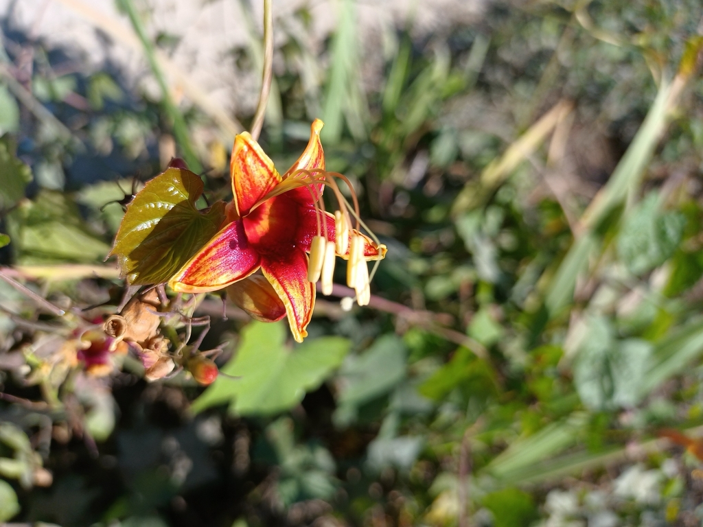 Ipomoea neei from Location: 21.467014, -105.004807 on May 1, 2022 at 04 ...