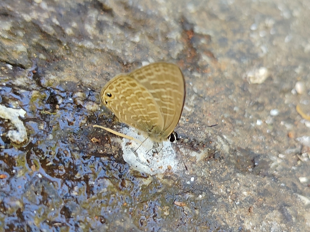 Transparent 6-line Blue from WX7V+8JH, Thirunelly, Kerala 670646, India ...