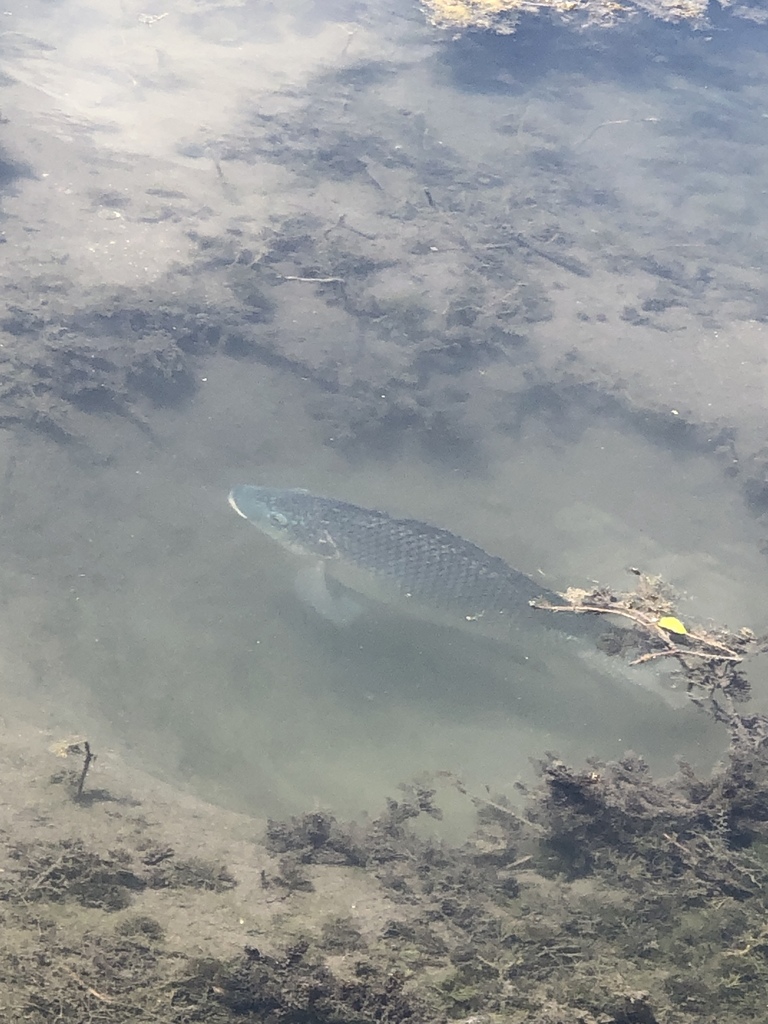 Blue Tilapia from Texas State University, San Marcos, TX, US on July 30 ...