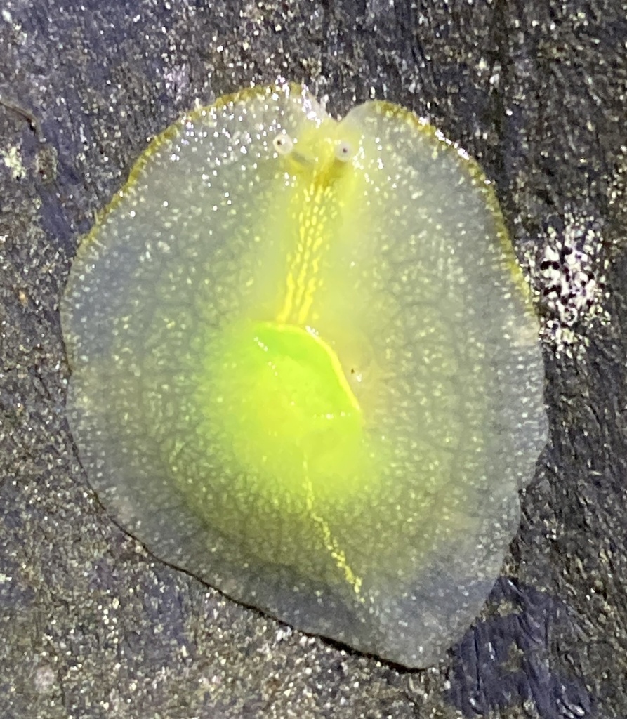 Puerto Rican Semi-slug from El Yunque National Forest, Río Grande, PR ...