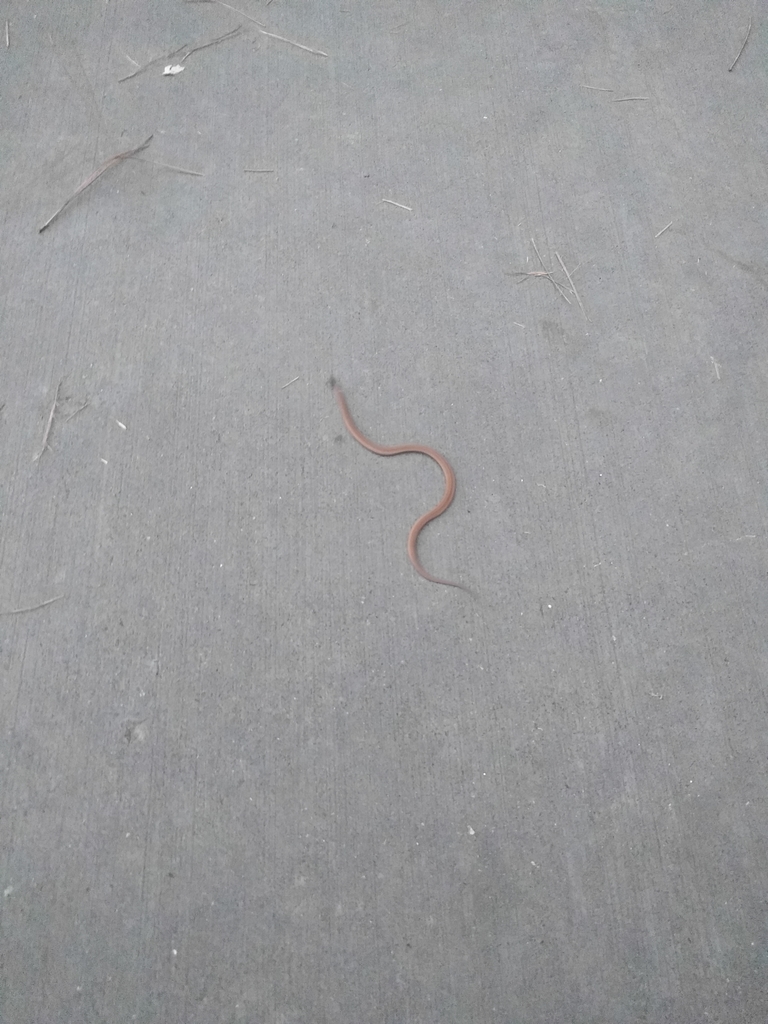 Colubrid Snakes in August 2016 by Ashwin Raghuraman · iNaturalist