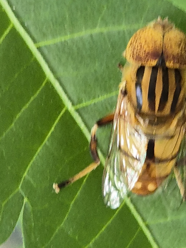 Native Drone Fly from Kingswood NSW 2747, Australia on January 27, 2025 ...