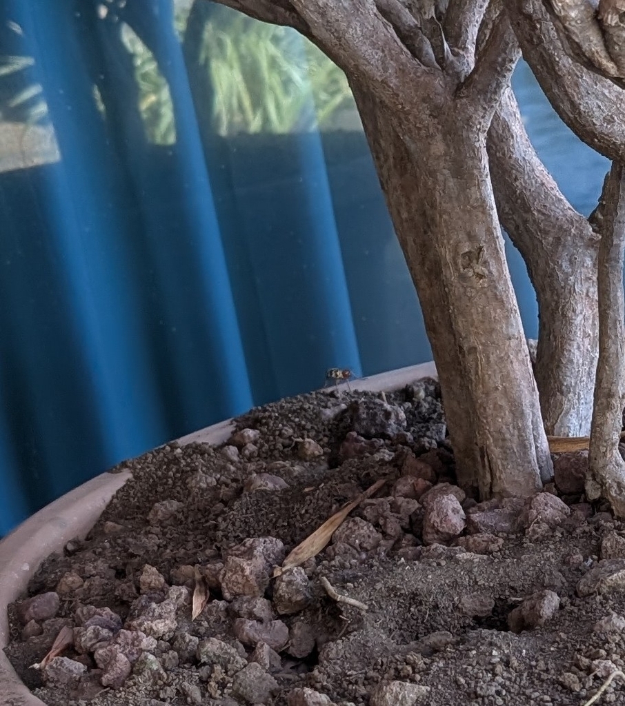 Narrow-waisted Wasps, Ants, and Bees from H88J+M2V, Guanacaste Province ...