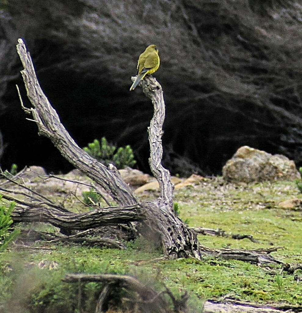 Rock Parrot from Leeuwin WA 6290, Australia on August 15, 1999 at 01:05 ...