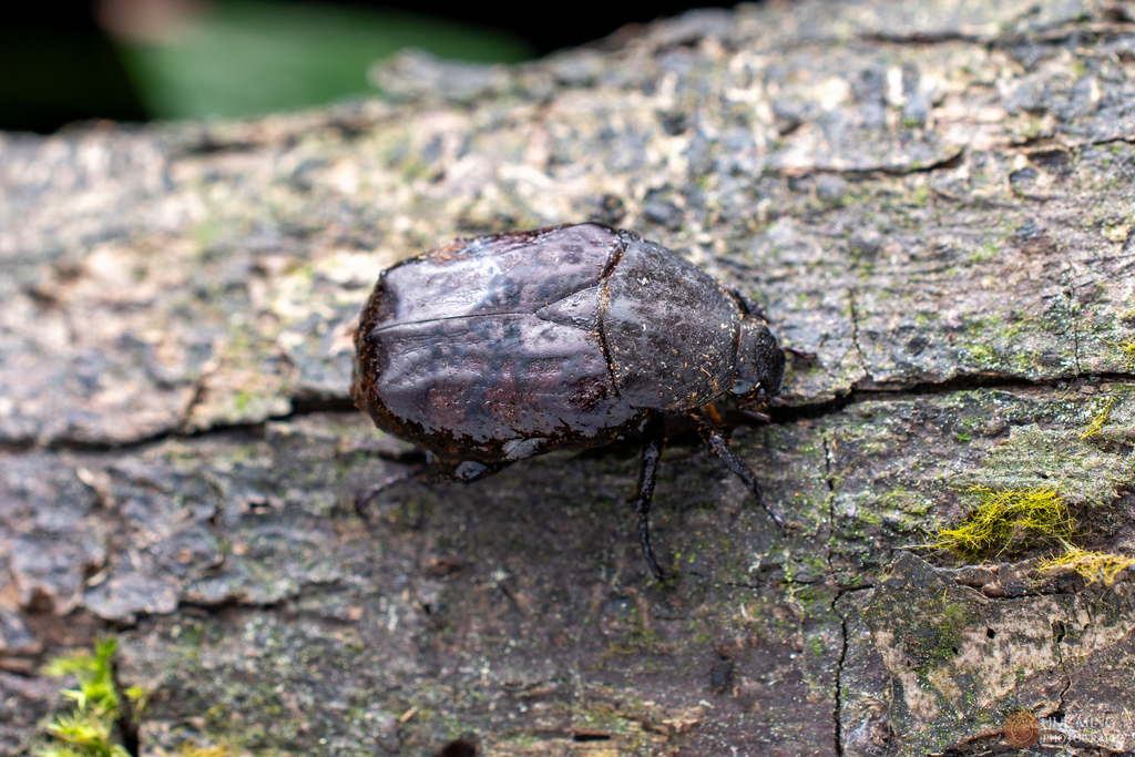 Anthracophora eddai from 中国杭州市临安区玲珑山 邮政编码: 311399 on April 27, 2024 at ...